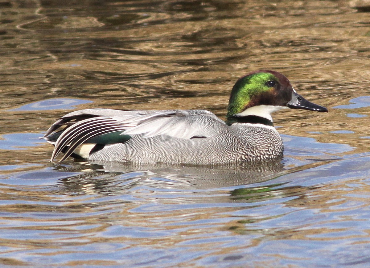 Anas falcata, Falcated Duck